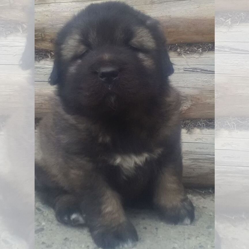 Кавказская овчарка, щенок