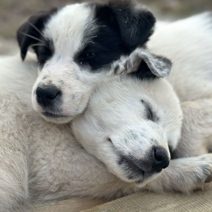 Сибирский хаски, щенок