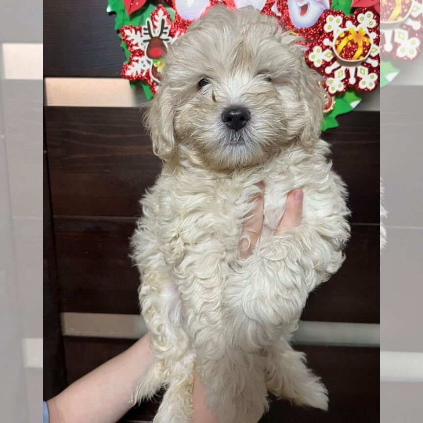 Мальтипу, щенок