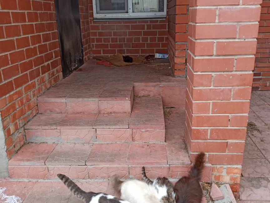 Котята подростки от деревенской кошки мышеловки