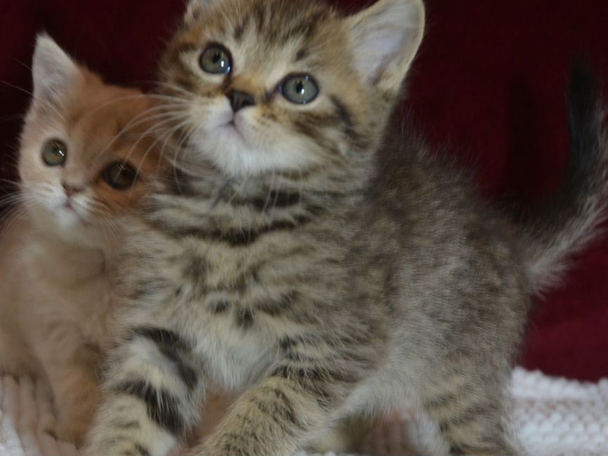 Мальчик полосатый