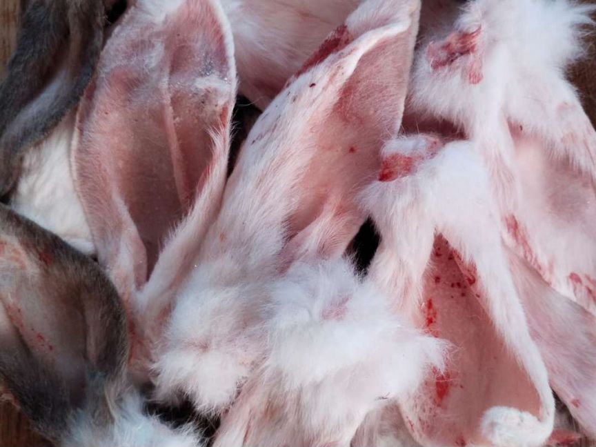 Уши, лапы кролика