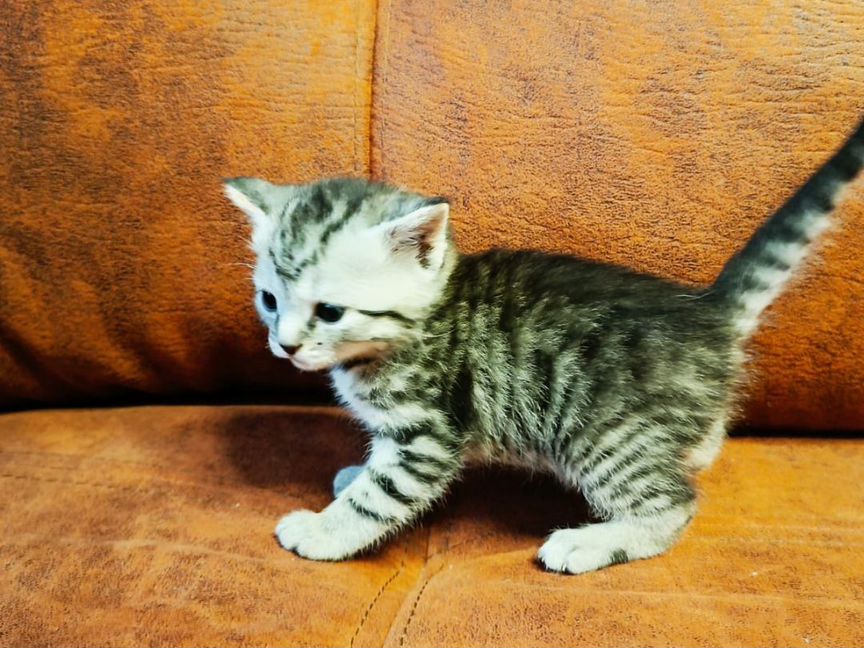 Британские котята