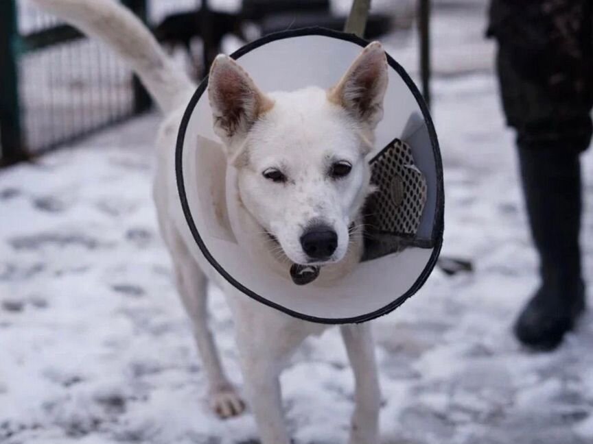 Собака в добрые руки