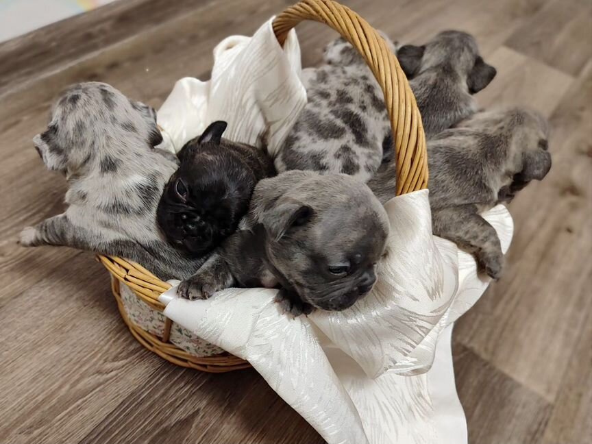 Собаки щенки французский бульдог