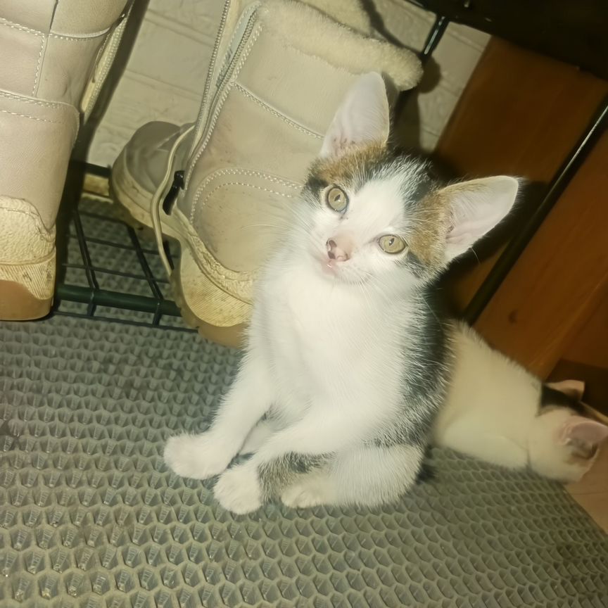 Котёнок в добрые руки