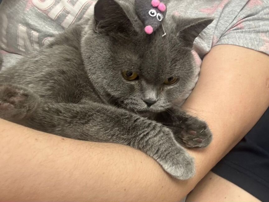 Кошечка британка