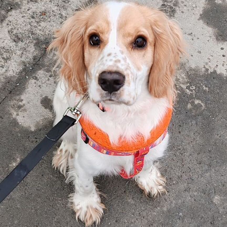 Продам щенка