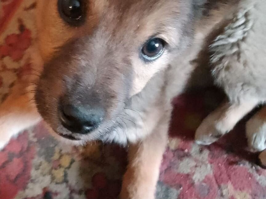 Лайка, щенок девочка