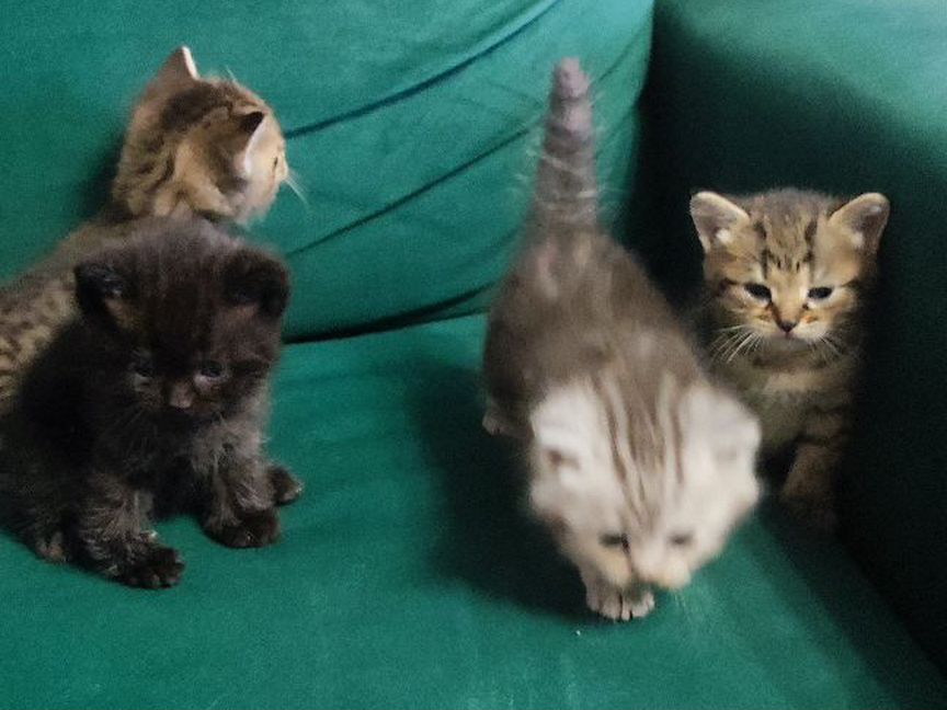 Котята от чистокровной шотландской кошки