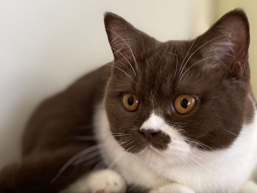 Шикарная британочка биколорка