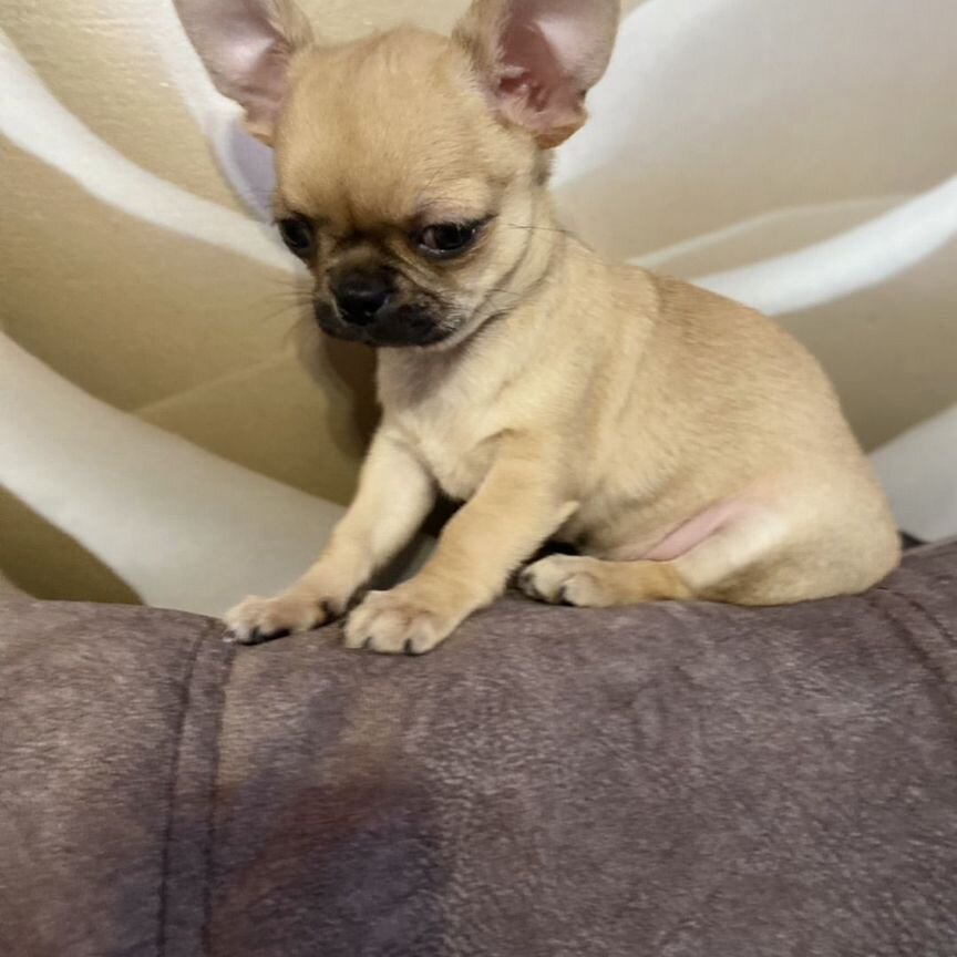 Кукольный мальчишка