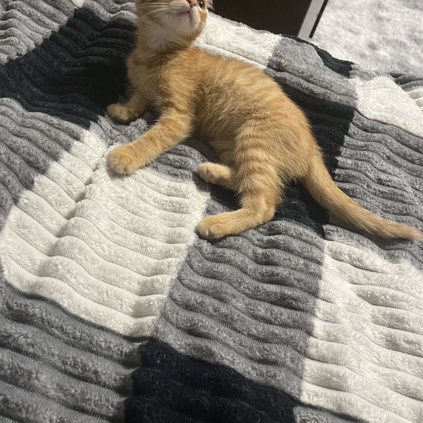 Котенок рыжий