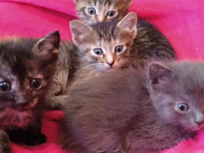 Котята ждут хозяев