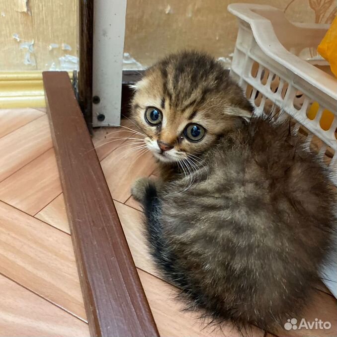 Полосатые ласковые котята в добрые руки бесплатно