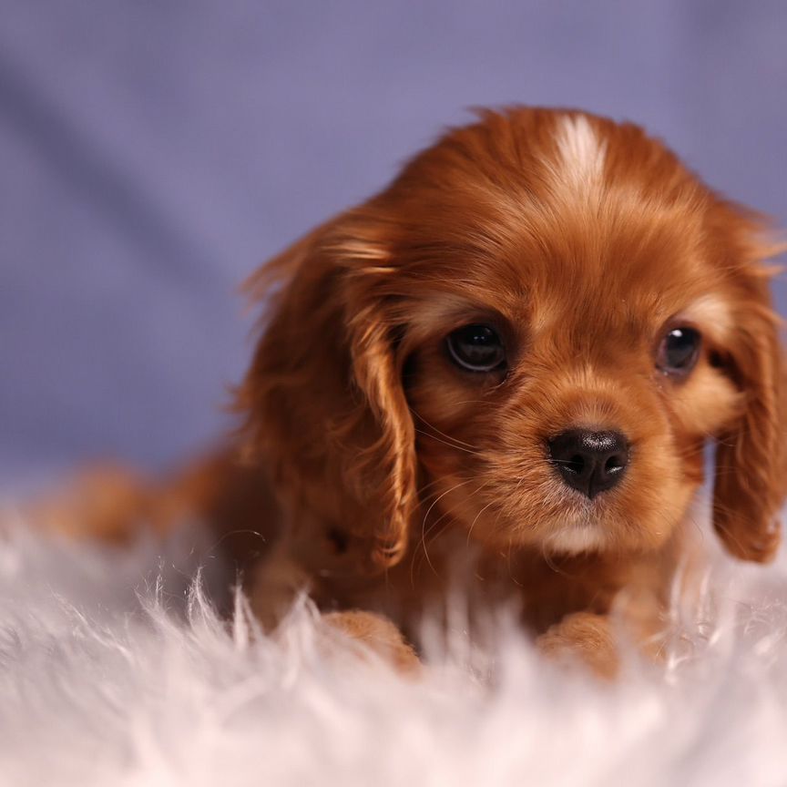 Кавалер кинг-чарльз-спаниель, щенок