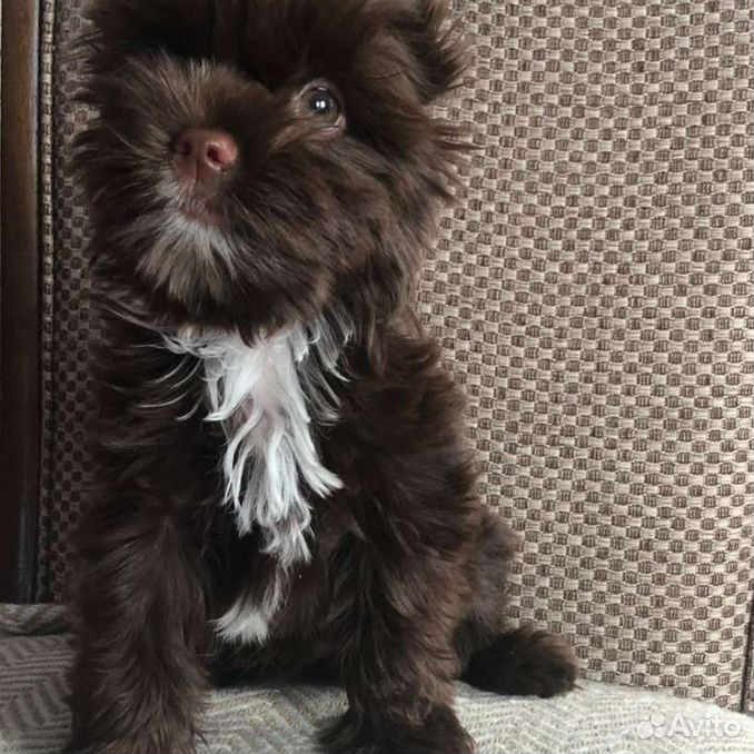 Шоколадный зайка