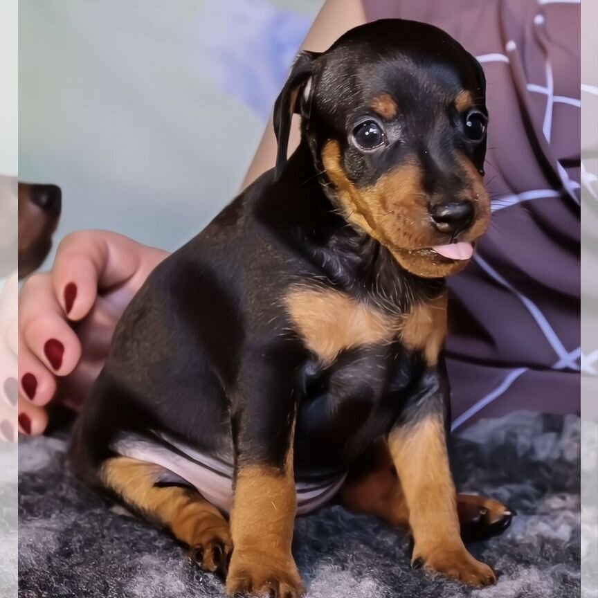 Цвергпинчер, щенок