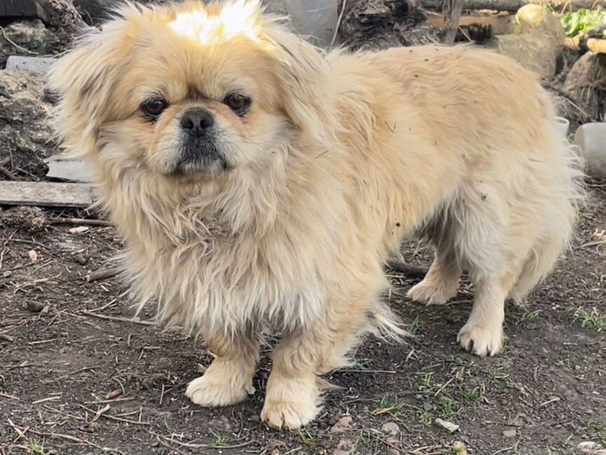 Пекинес бесплатно