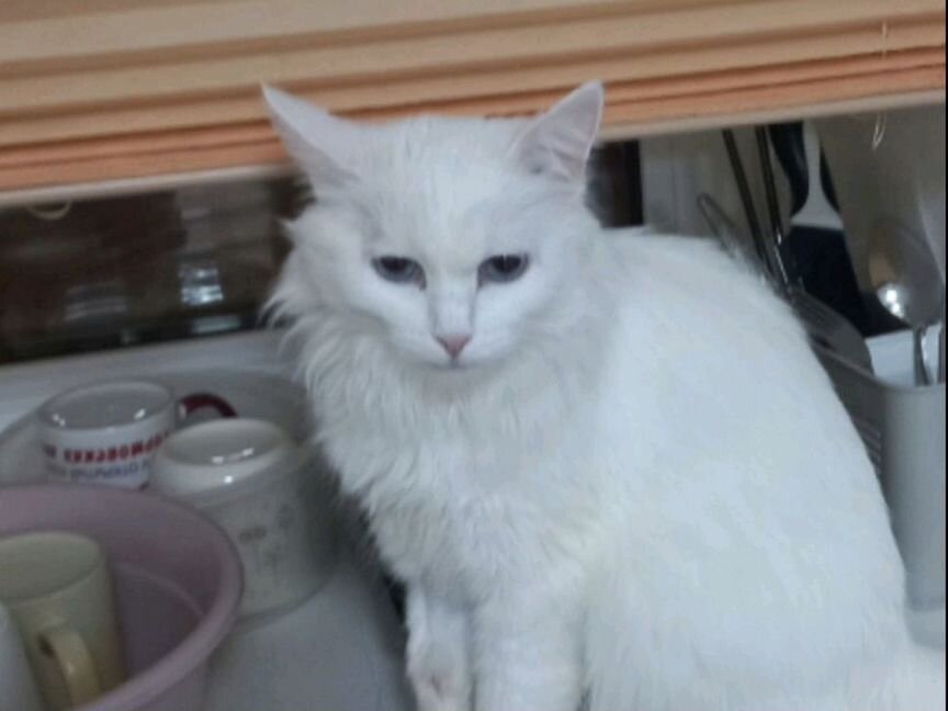 Кошечка Бэлла