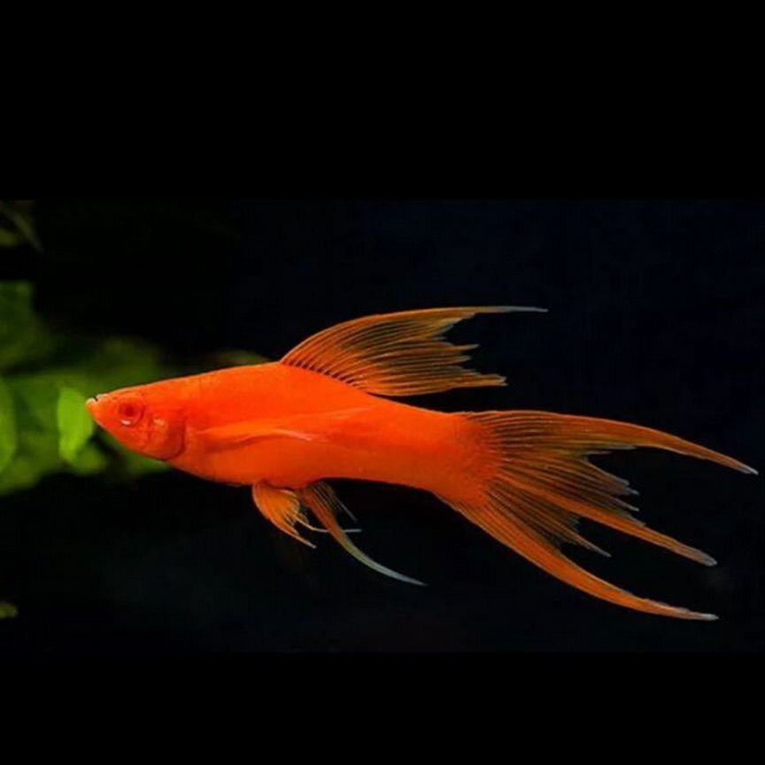 Даром. Стайка меченосцев