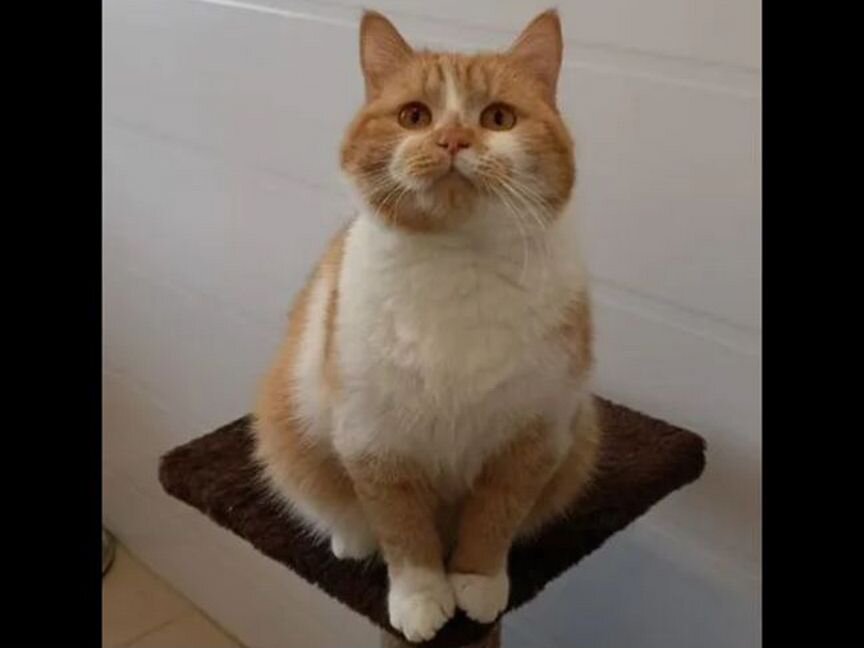 Котик ждёт вас