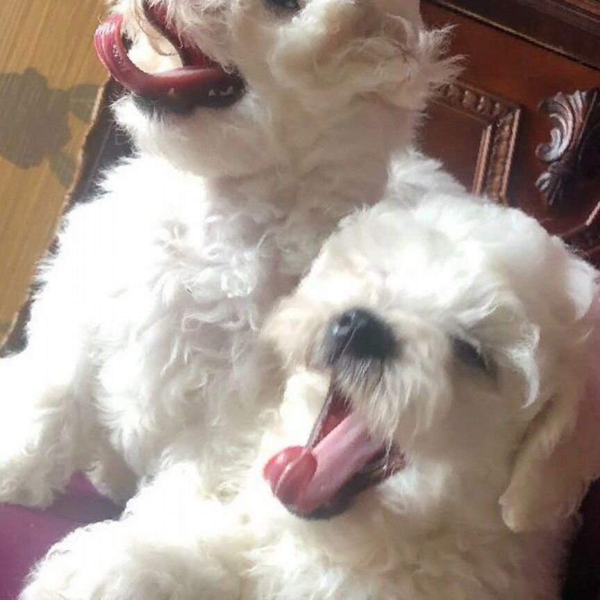 Щенки бишон фризе москва