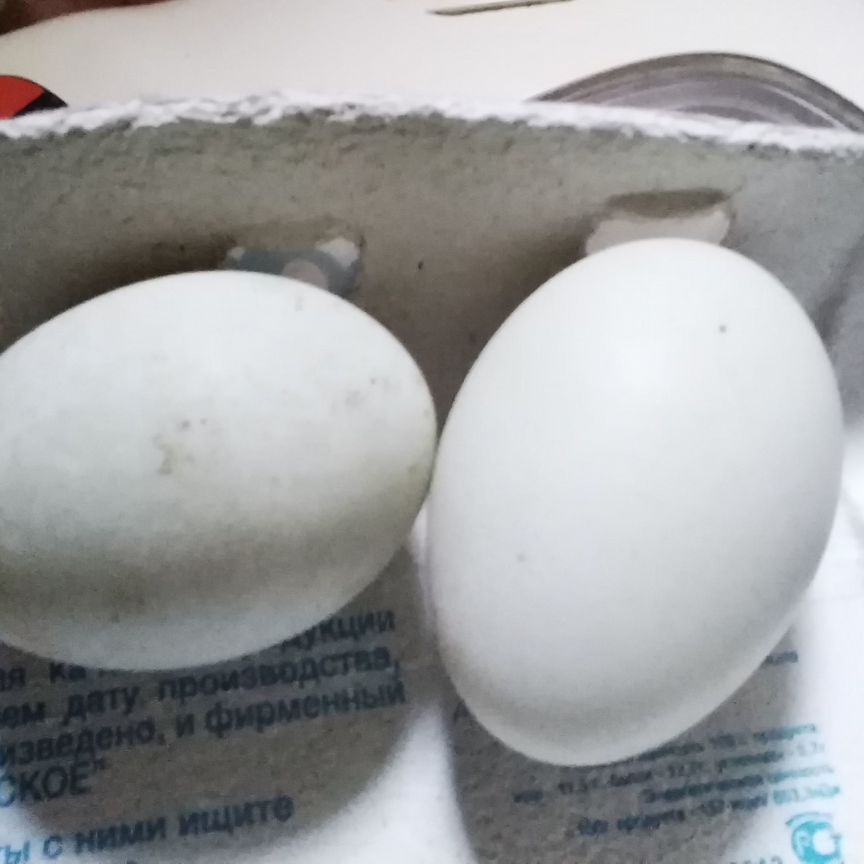 Яйцо. Утята на инкубацию индийского бегунка