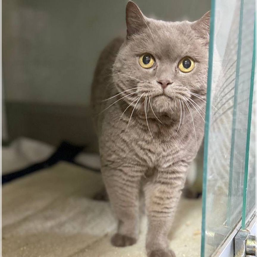 Шотландский вислоухий короткошёрстный кот, взрослый