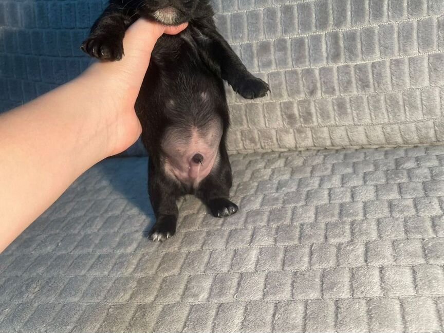 Щенок чихуахуа