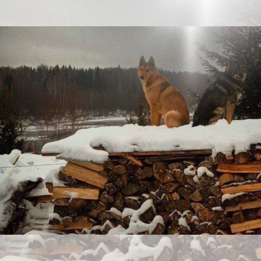 Лайка, щенок