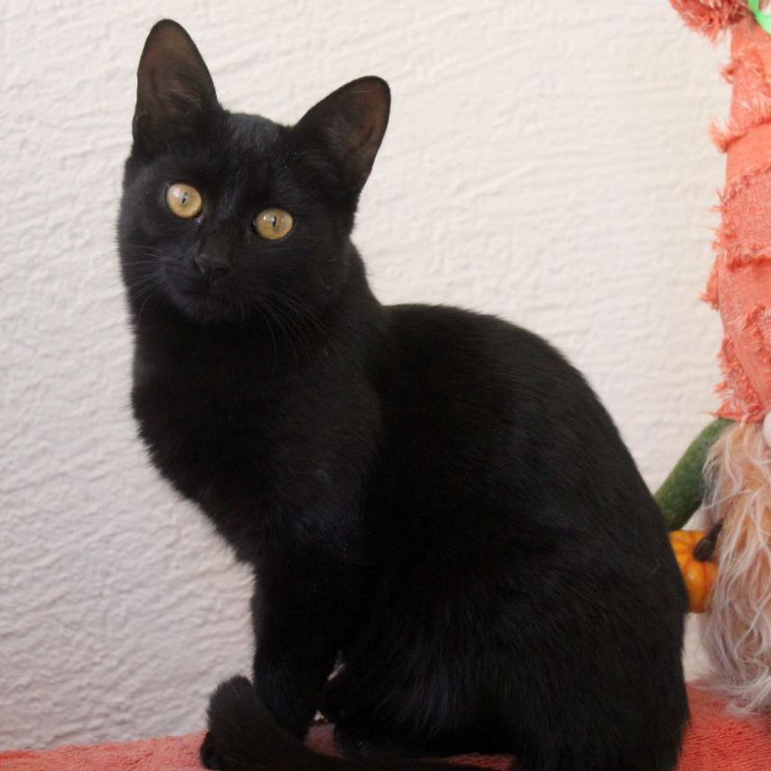 Кошечка Пятница в дар добрым людям