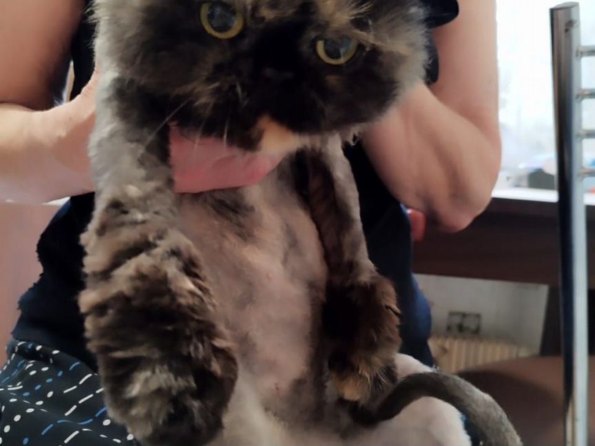 Кошка персидская в дар