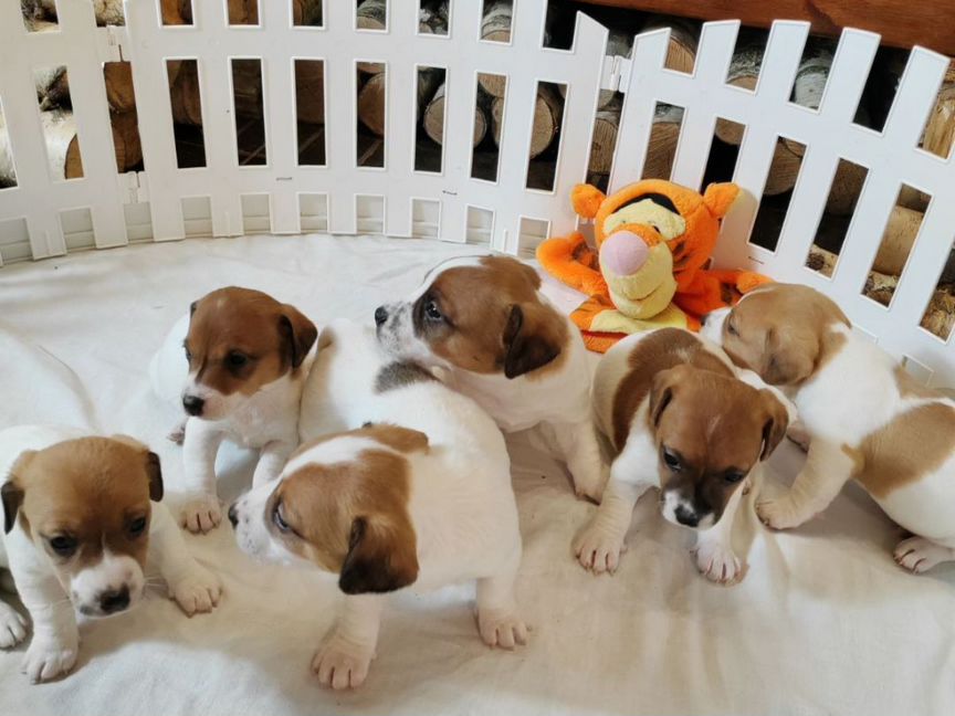 Джек рассел терьер