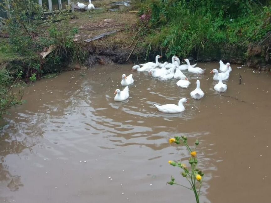 Гуси линда, гусиное мясо