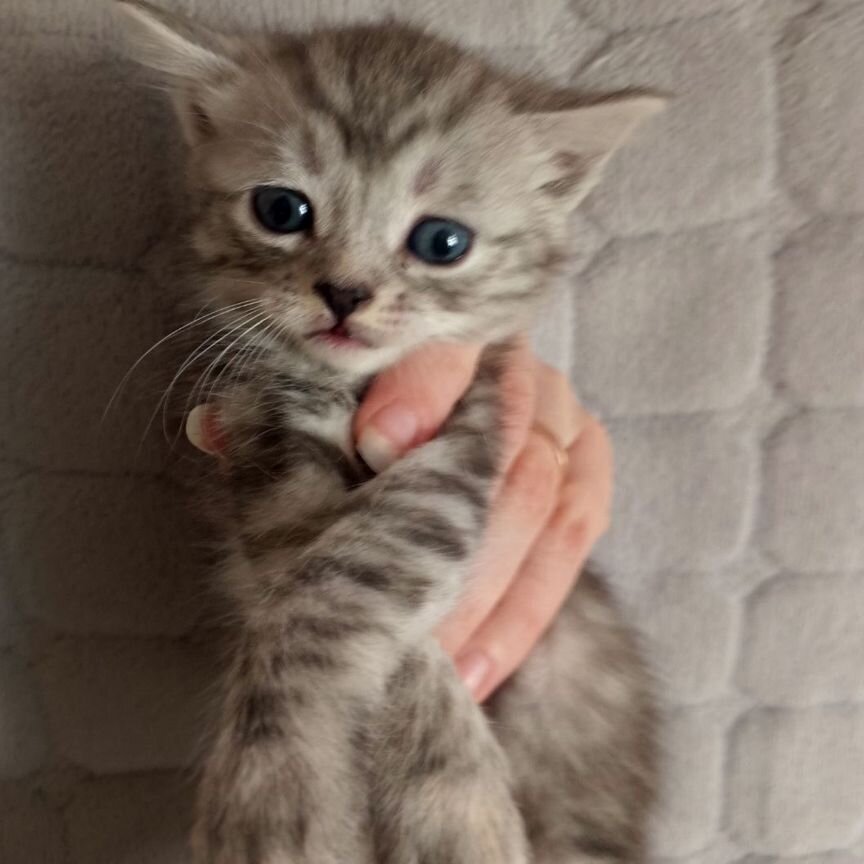 Сиамский котёнок