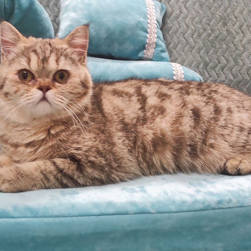 Шотландская короткошёрстная девочка