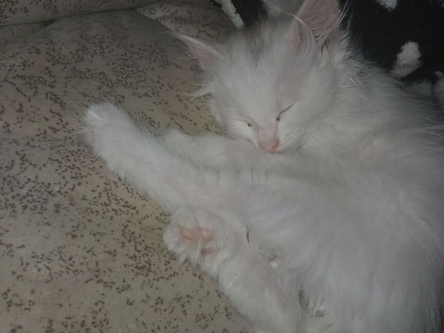 Домашнее животное котшка