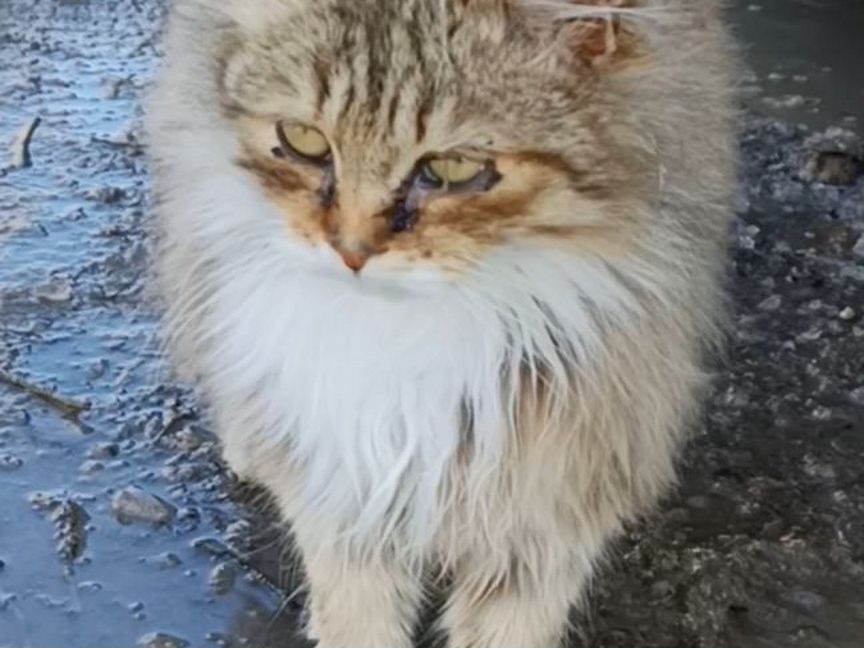 Ищем дом котику из СНТ