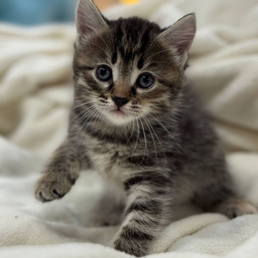 Сибирский котёнок