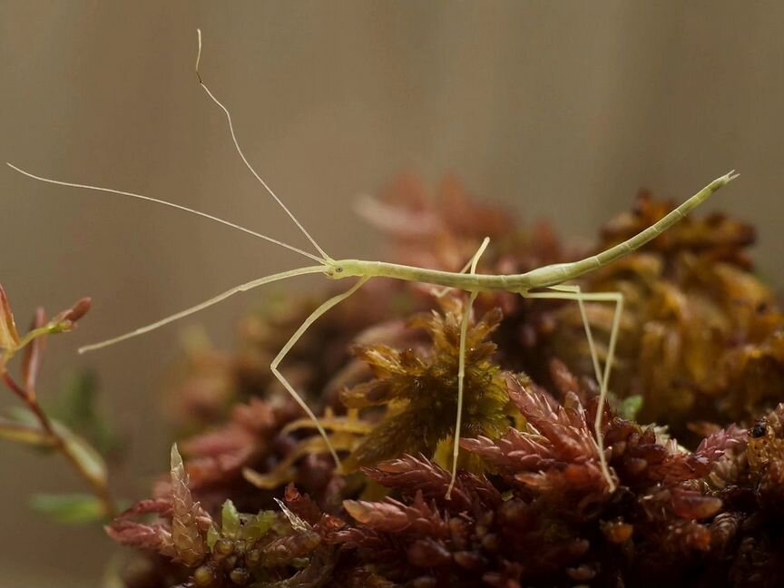 Розовокрылый мускусный палочник