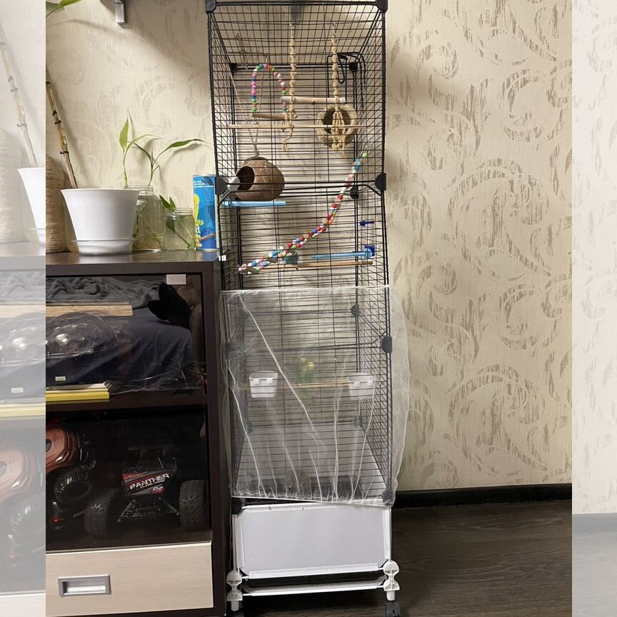 Попугаи волнистые