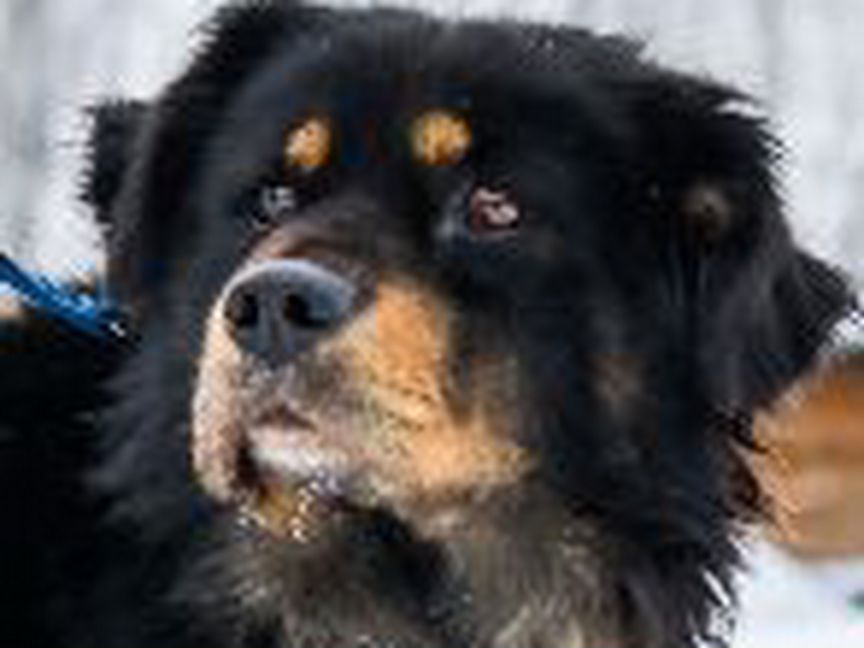 Собака для охраны дома