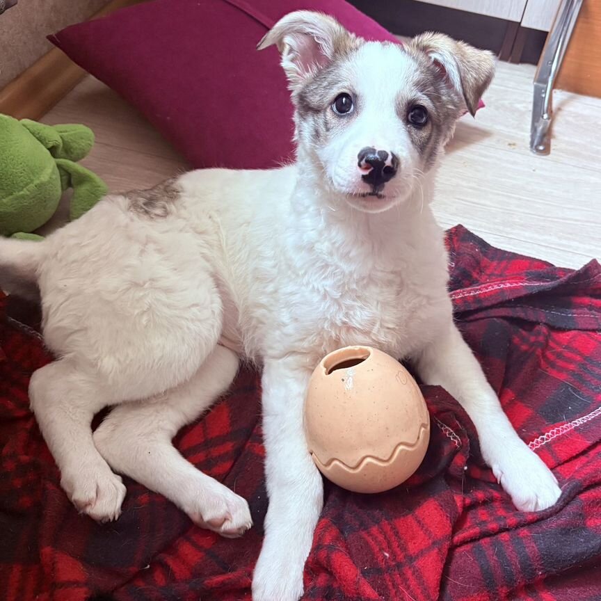 Щенок в добрые руки