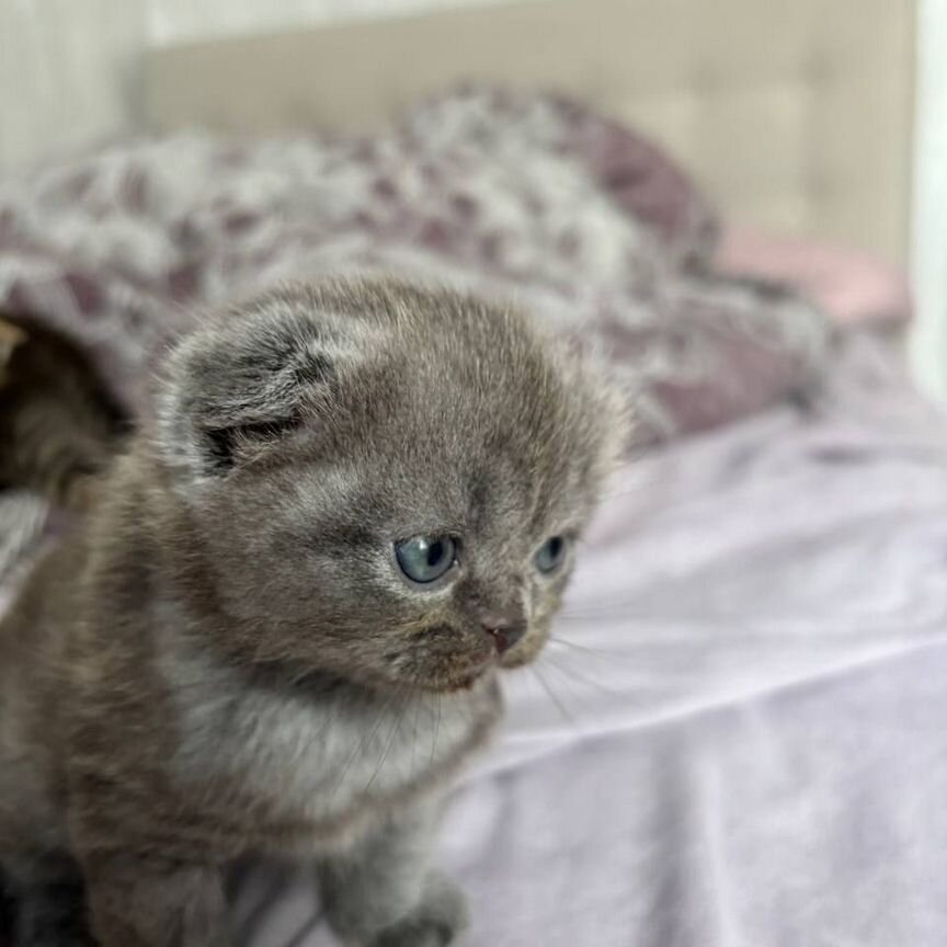 Шотландская вислоухая кошка