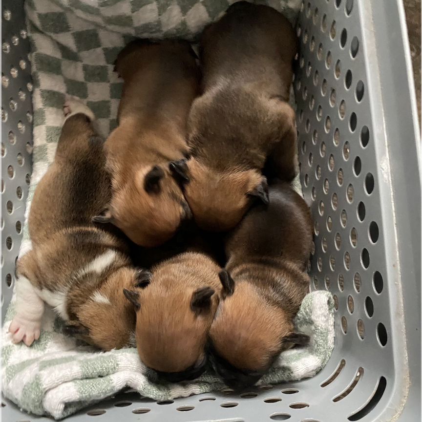 Французский бульдог, щенок