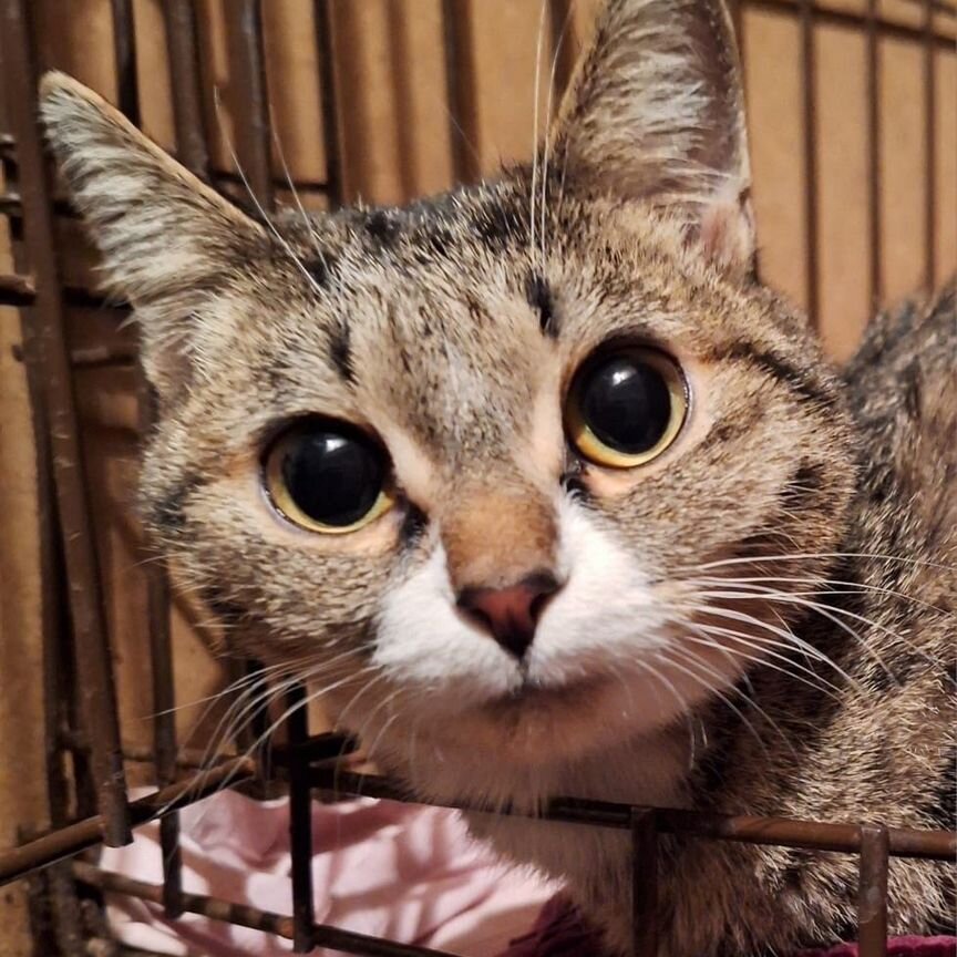 Кошечка Виола живёт в клетке в приюте