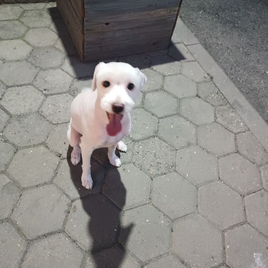 Собака в добрые руки отдам бесплатно