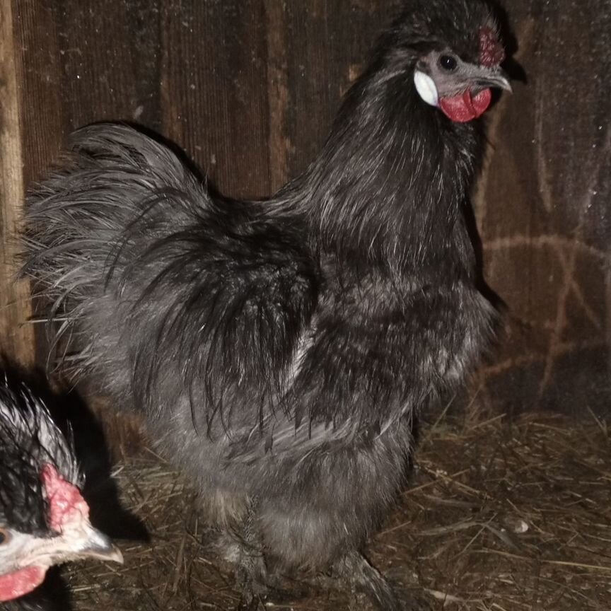 Продам,петуха, куры китайский шелковистые