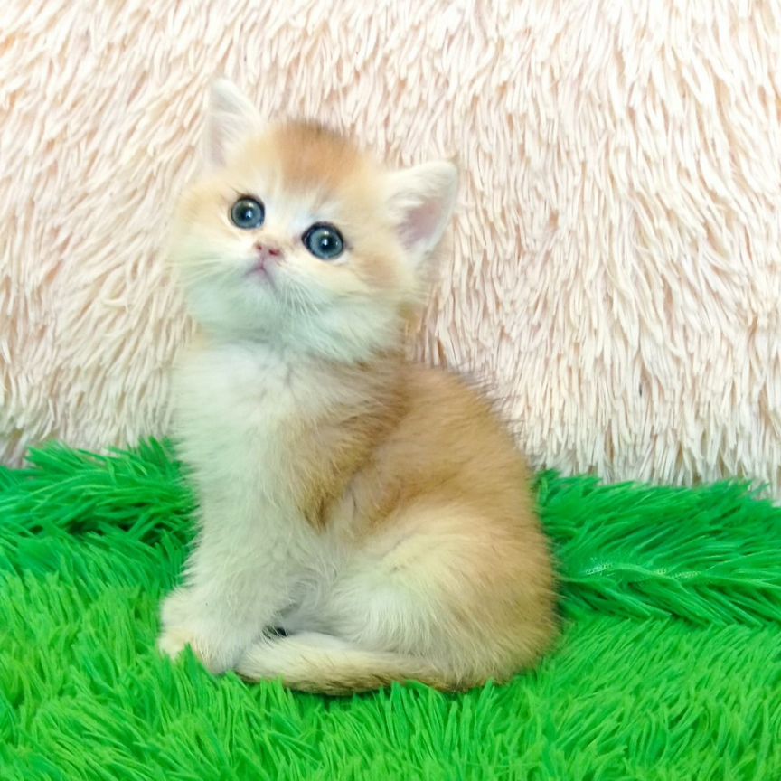 Котик золотая шиншилла